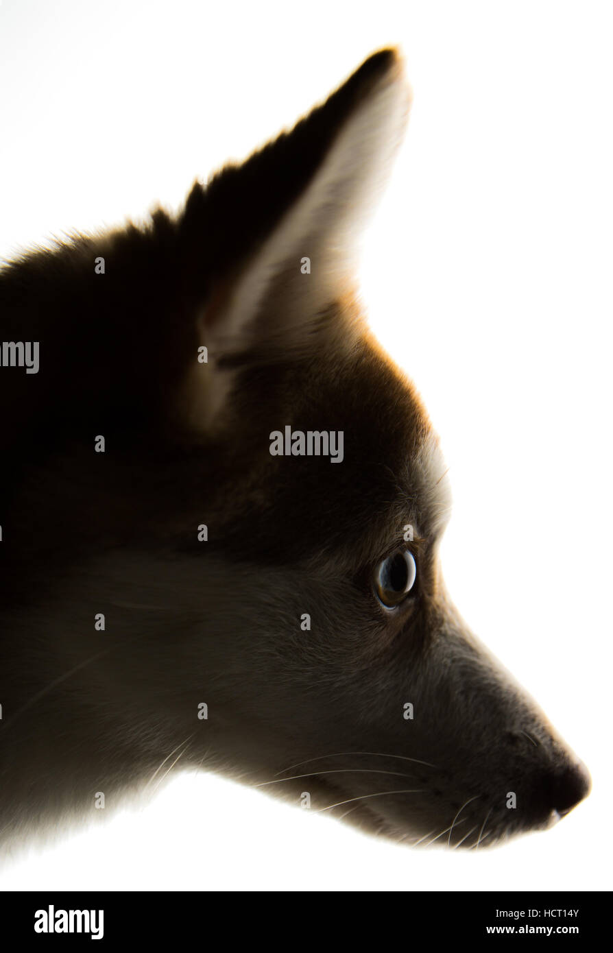 Backlit portrait hi-res stock photography and images - Alamy