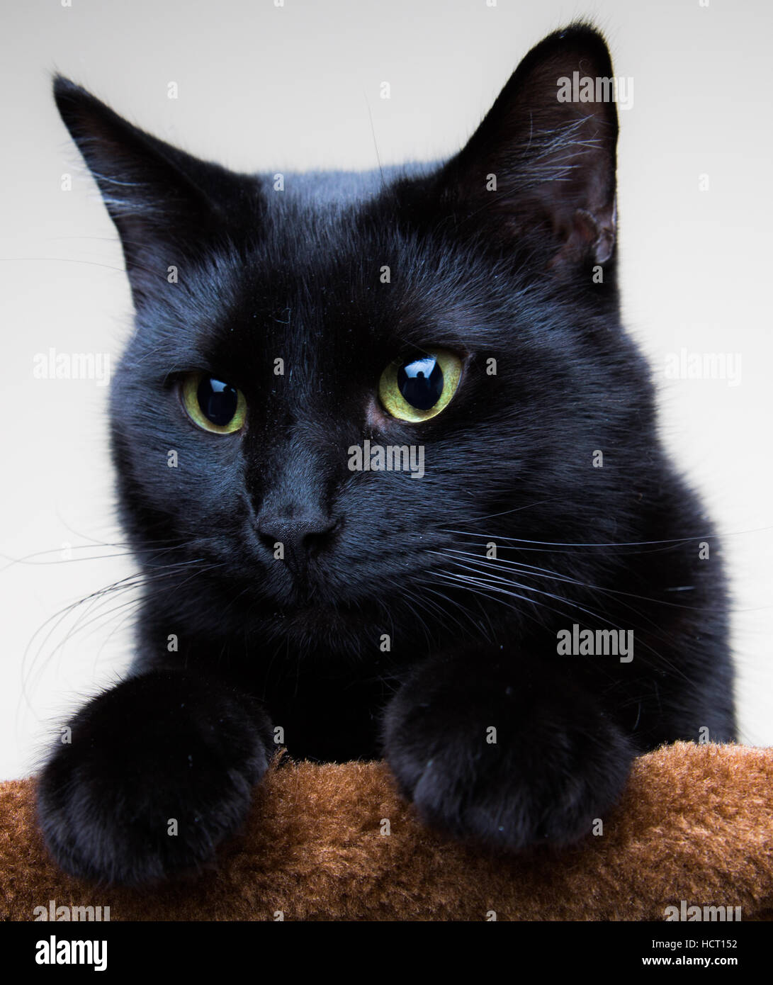 Black cat portrait Stock Photo - Alamy