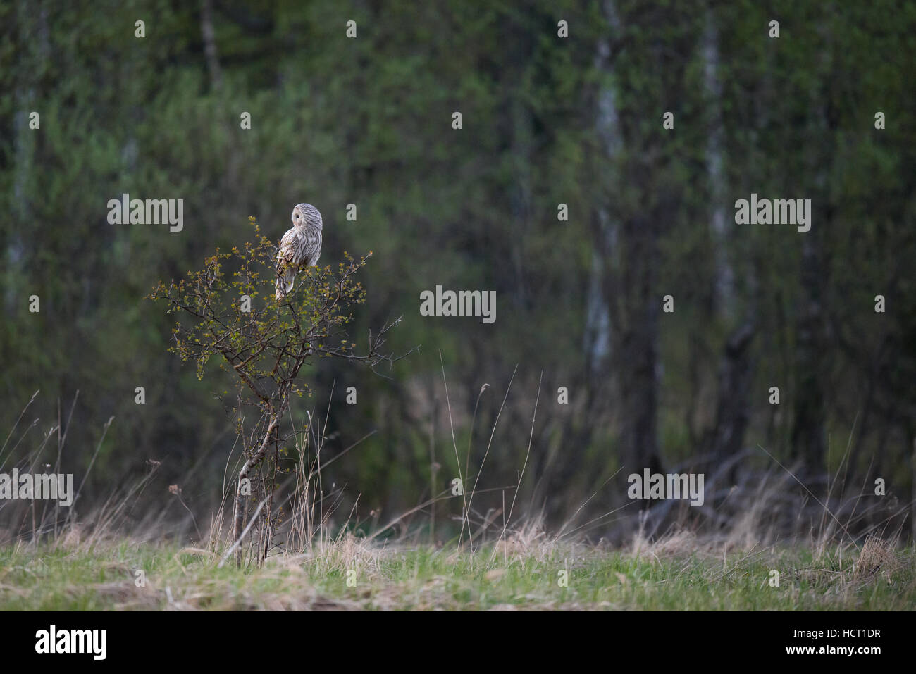 Ural owl (Strix uralensis) hunting Stock Photo - Alamy