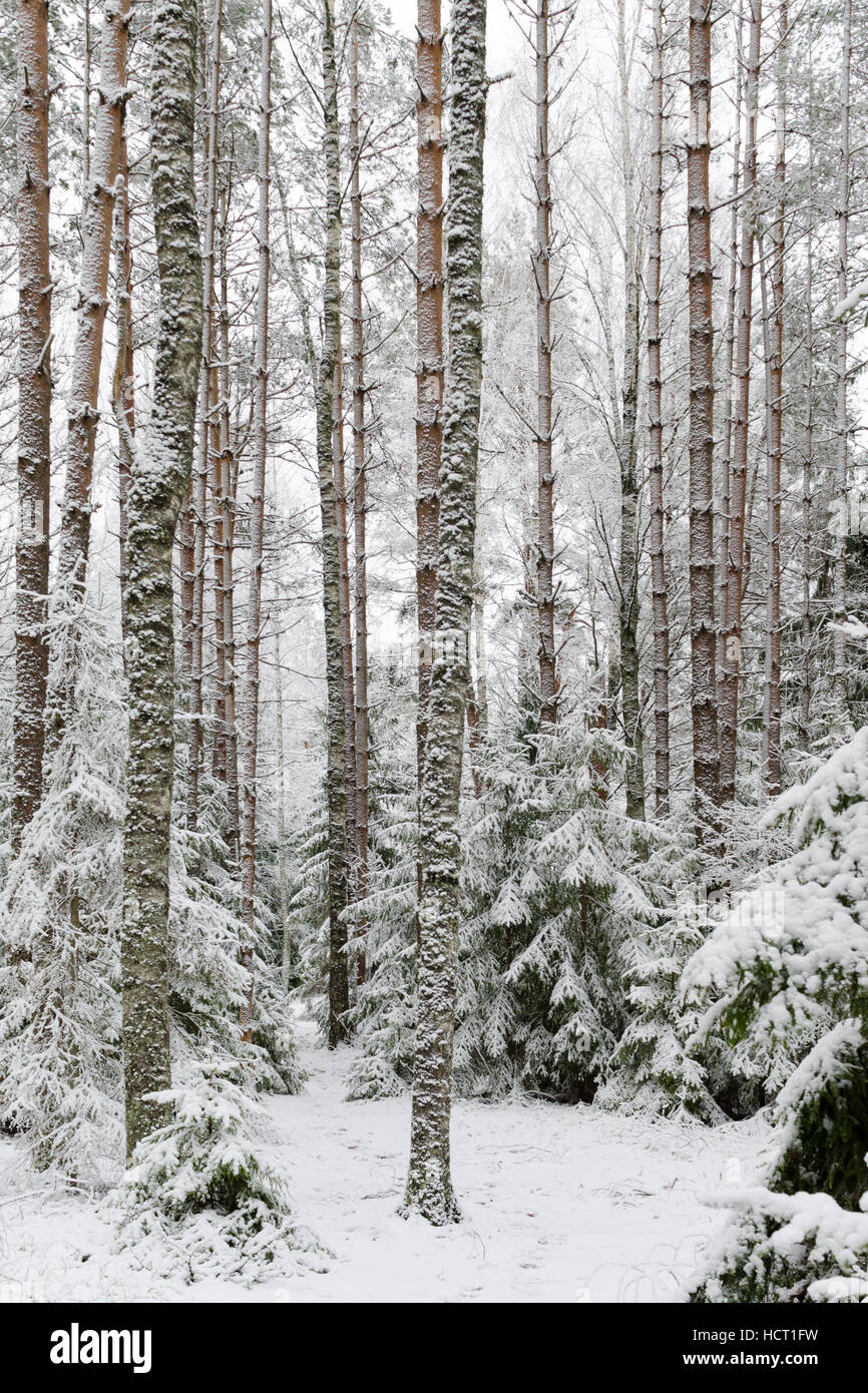 Winter forest landscape with snow covered trees - vertical composition ...