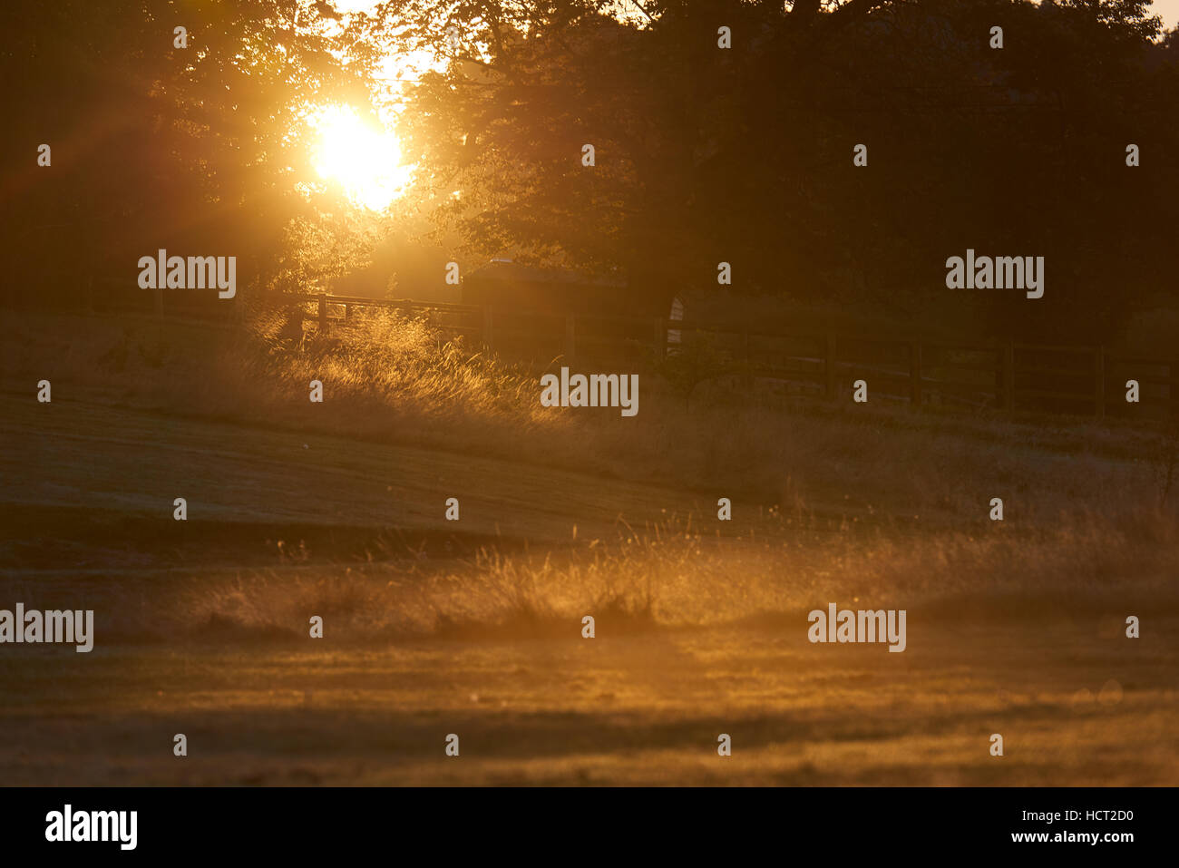 Sunlight breaking through trees hi-res stock photography and images - Alamy