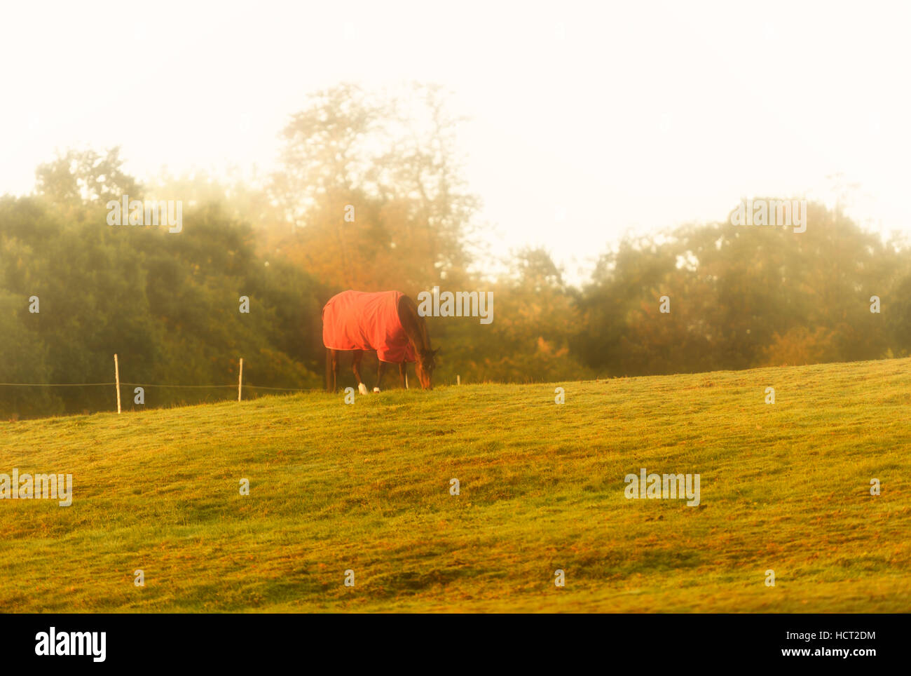 The dawn horse hi-res stock photography and images - Alamy