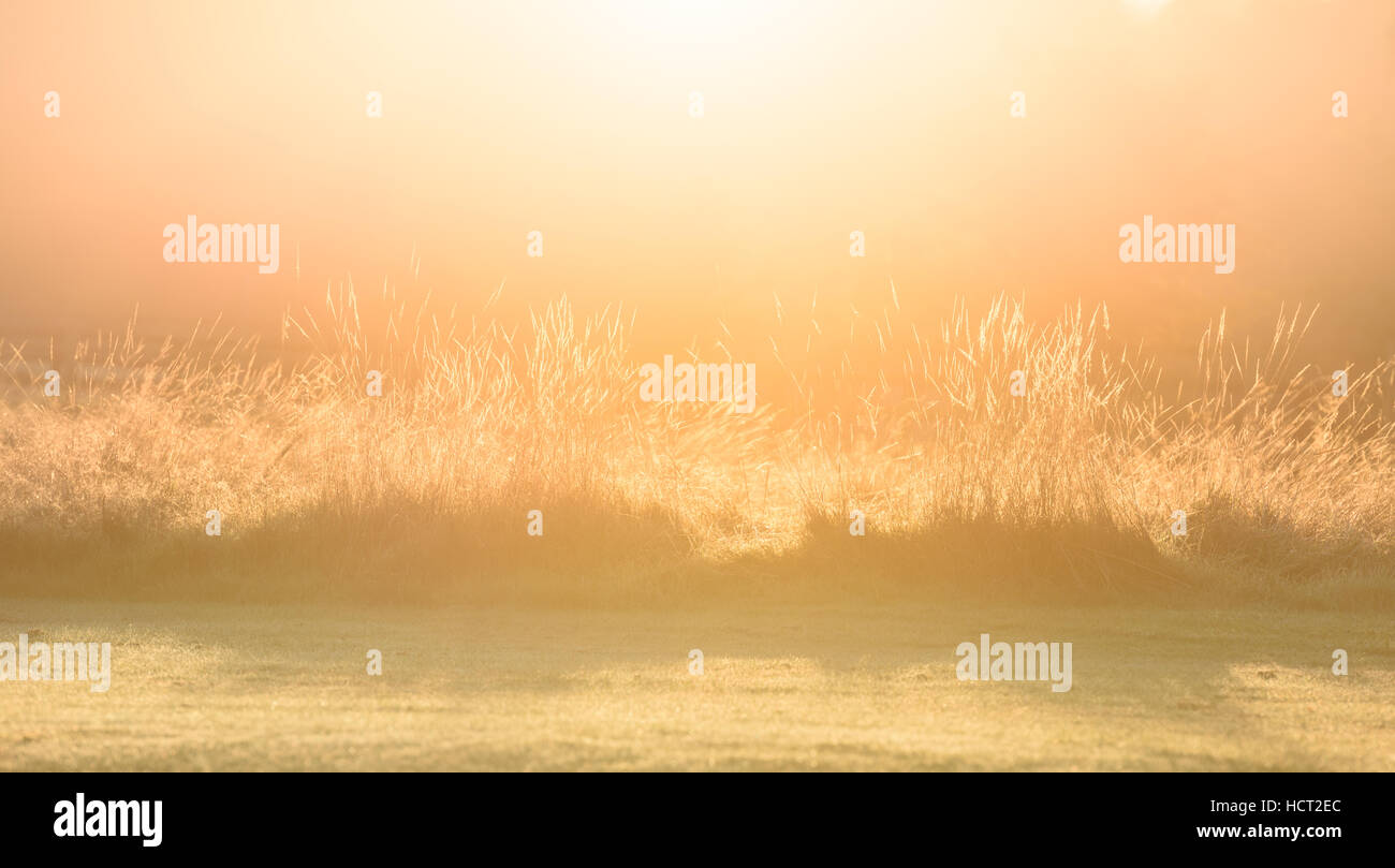 Bright Dawn Grass Blades Glistening in the Morning Dew Stock Photo - Alamy
