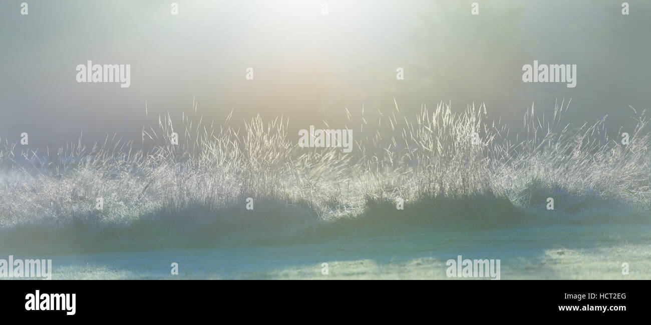 Morning dew winter hi-res stock photography and images - Alamy