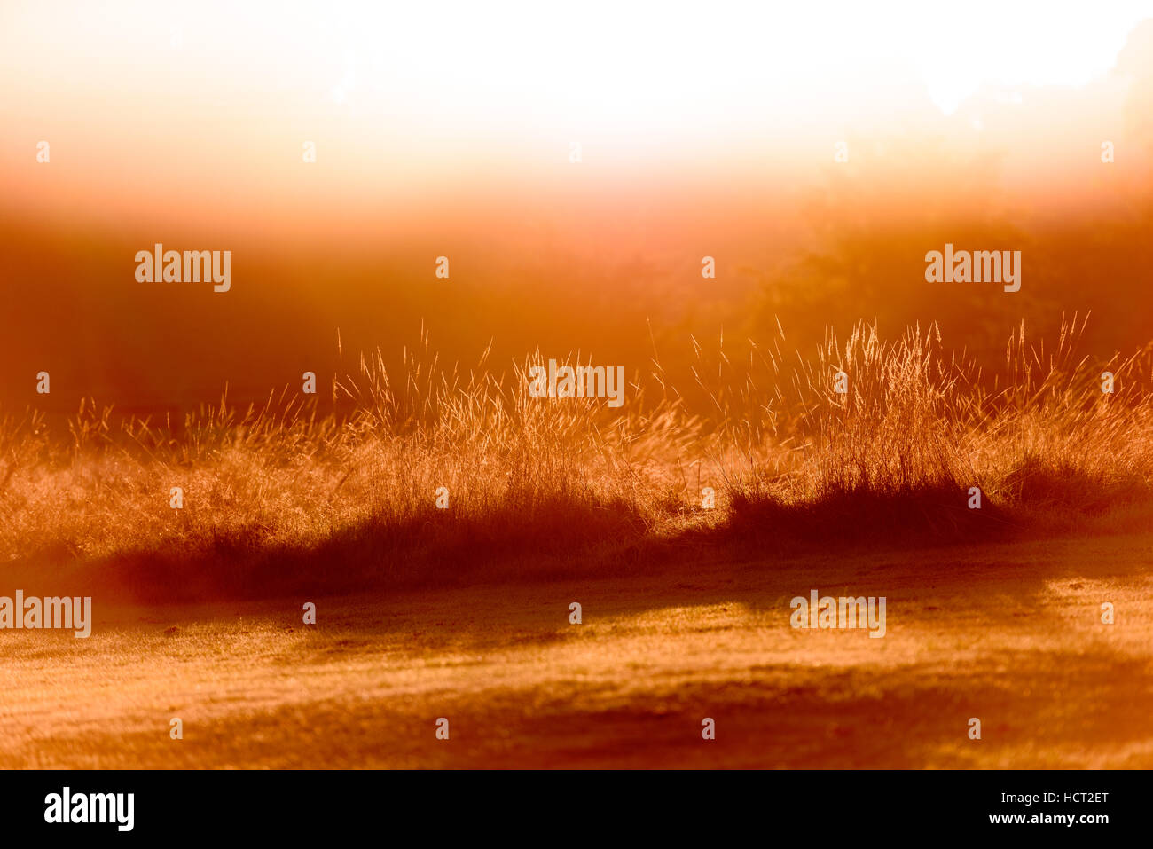 Red grass hi-res stock photography and images - Alamy
