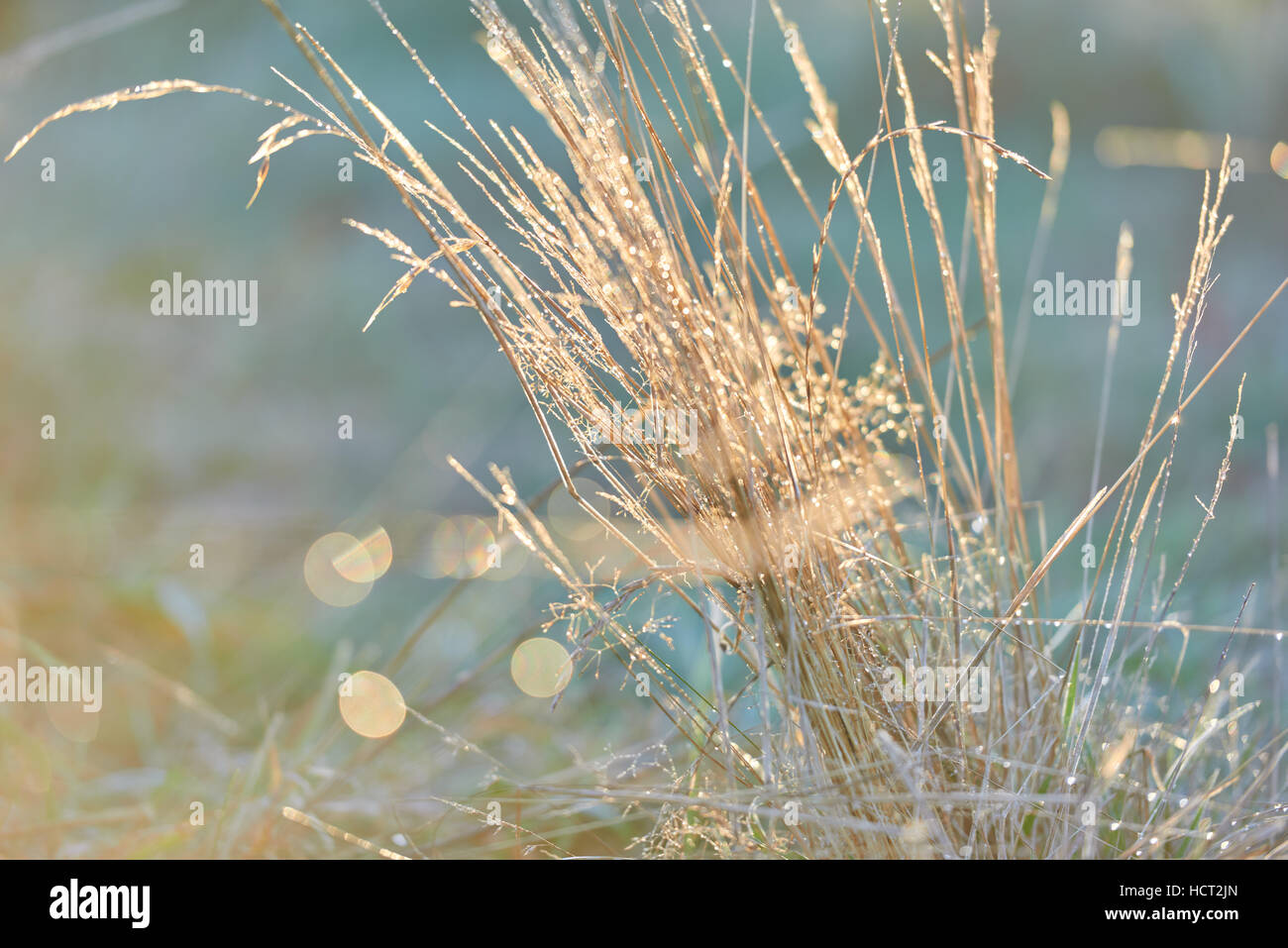 Tall grass in sunshine, telephoto Stock Photo - Alamy