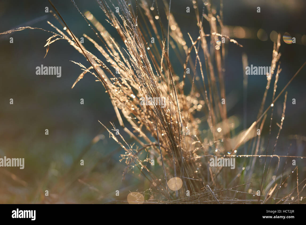 Backlit tall grass macro hi-res stock photography and images - Alamy