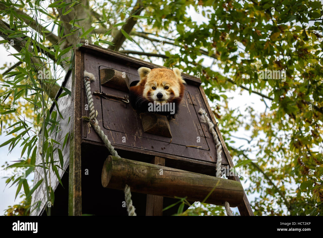 Panda house hi-res stock photography and images - Alamy