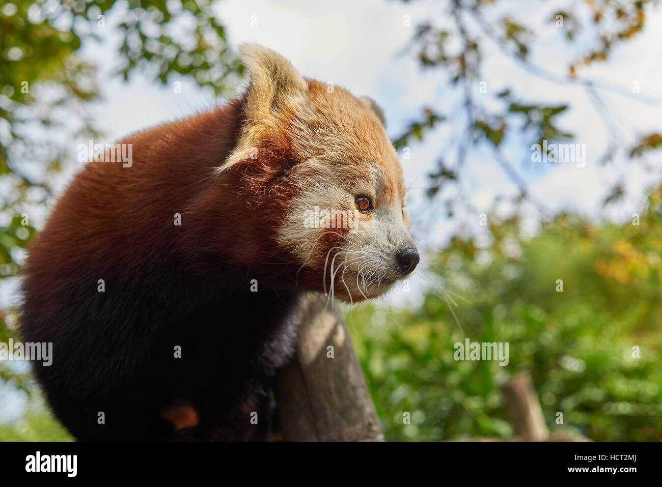 Red Panda, Firefox, Side View Stock Photo - Alamy