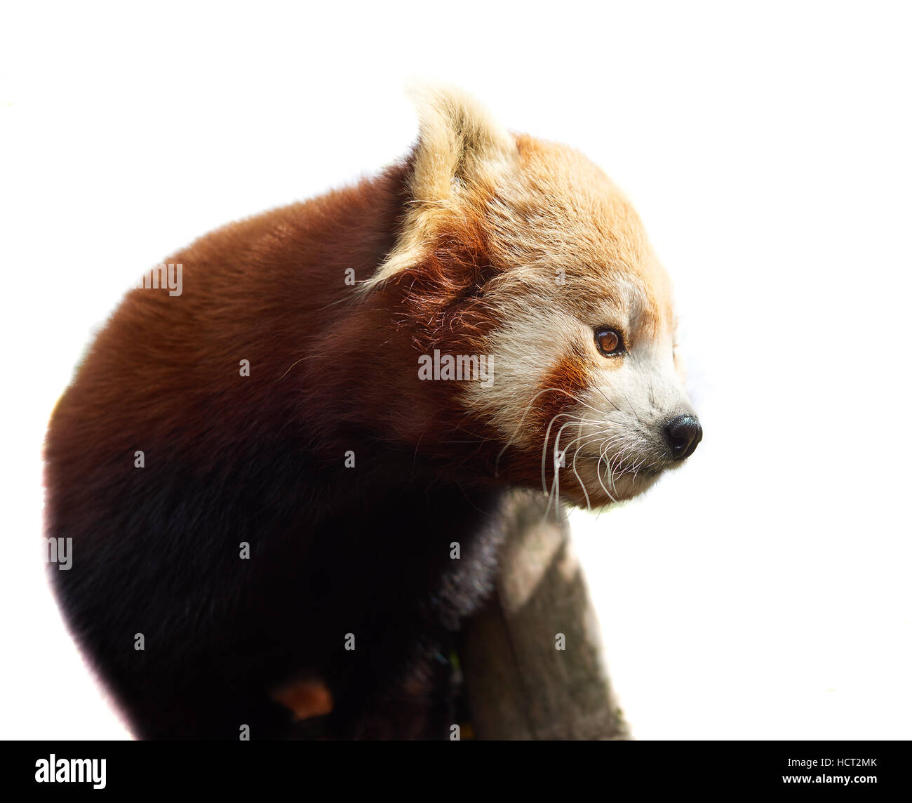 Red panda side view hi-res stock photography and images - Alamy