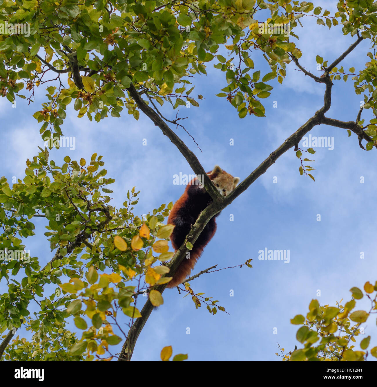 Red Panda relaxing up a tree Stock Photo - Alamy