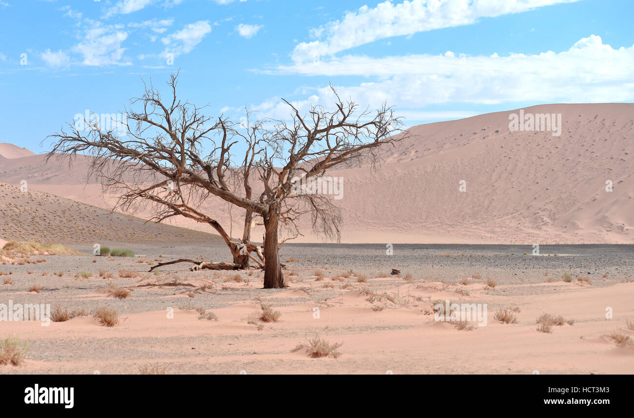 Dead dry tree against hi-res stock photography and images - Alamy