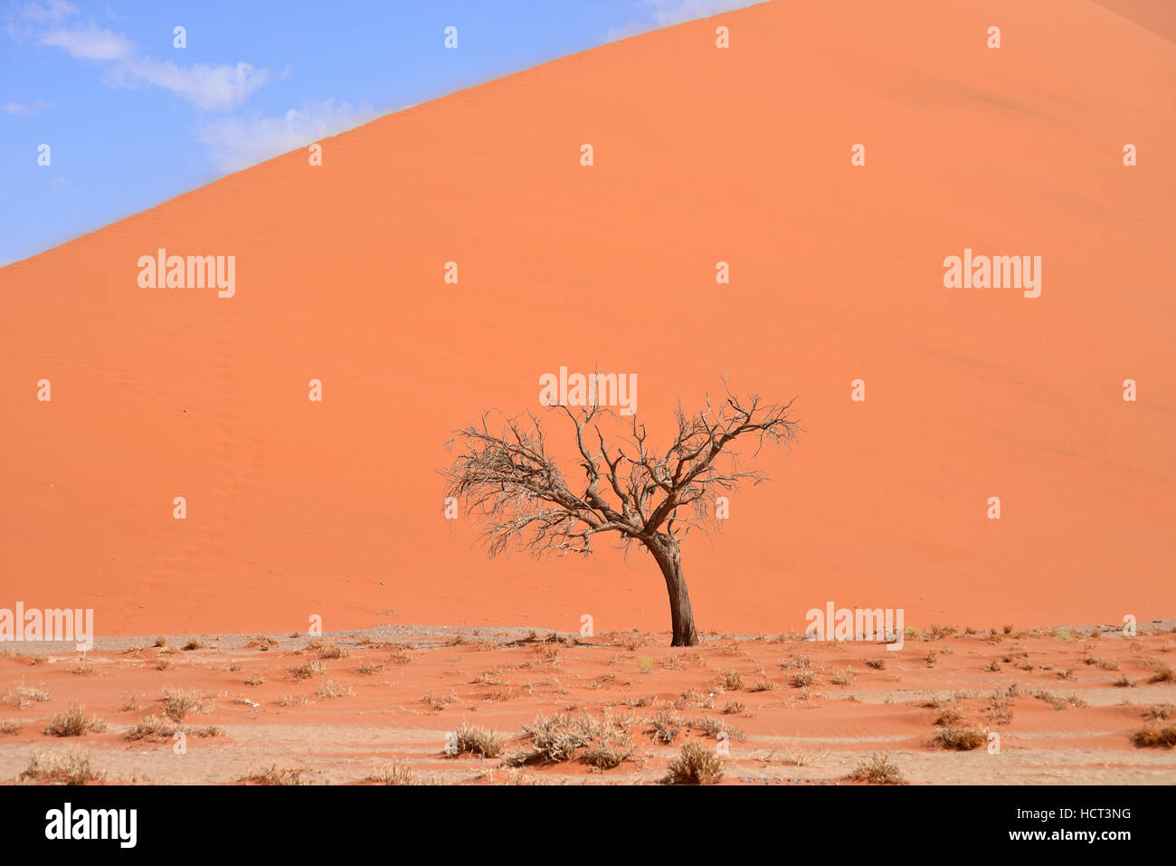 Dead dry tree against hi-res stock photography and images - Alamy