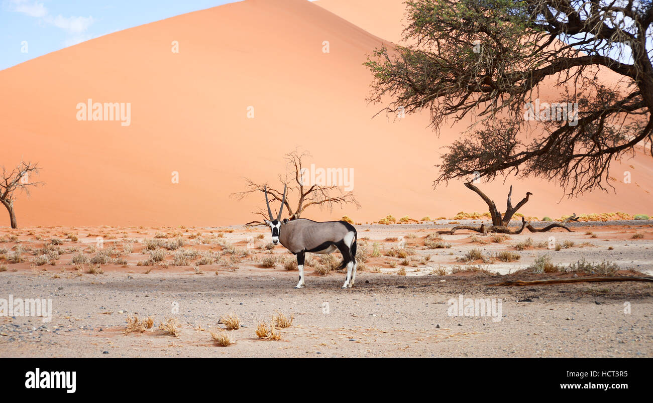 oryx against sand dune and blue sky Stock Photo - Alamy