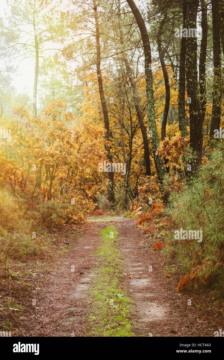 Beautiful path in the forest with fall leaves Stock Photo - Alamy
