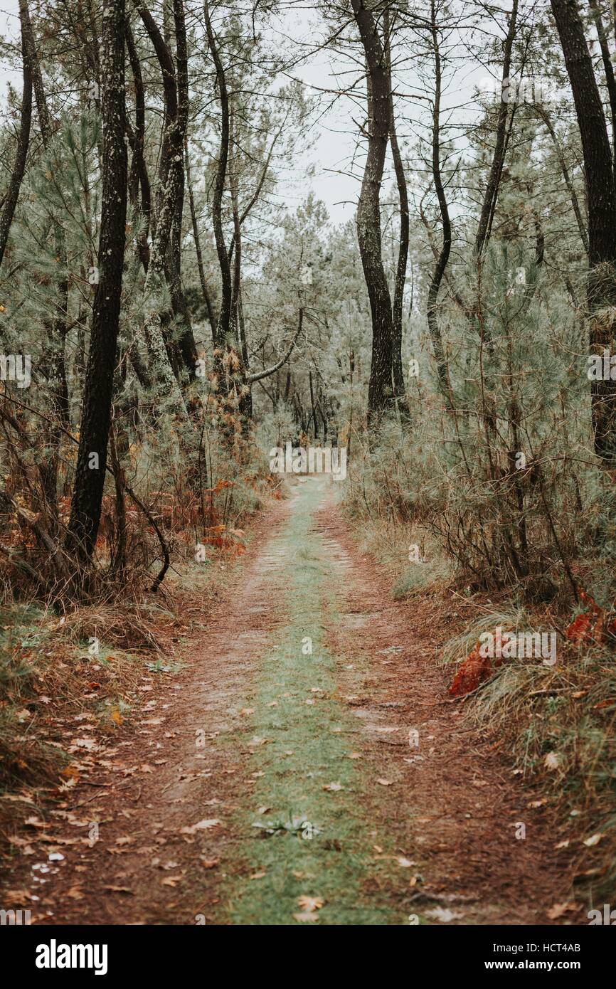 Beautiful path in the forest with fall leaves Stock Photo - Alamy