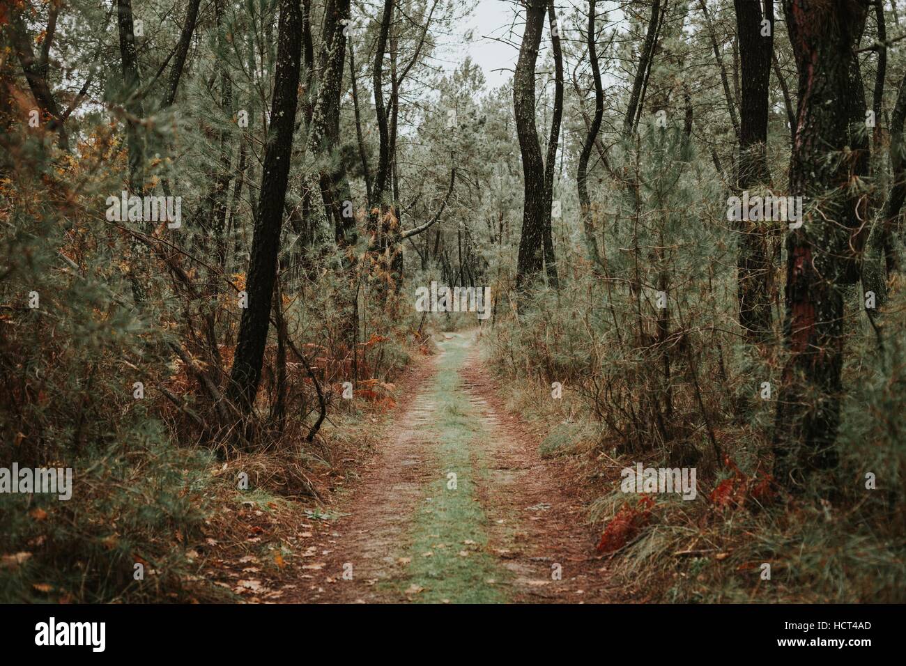 Beautiful path in the forest with fall leaves Stock Photo - Alamy