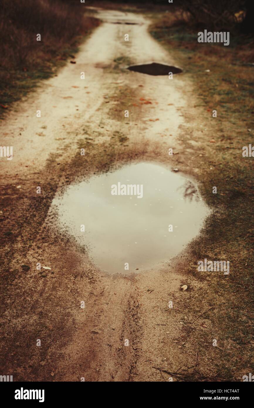 Path in the forest with puddles Stock Photo - Alamy