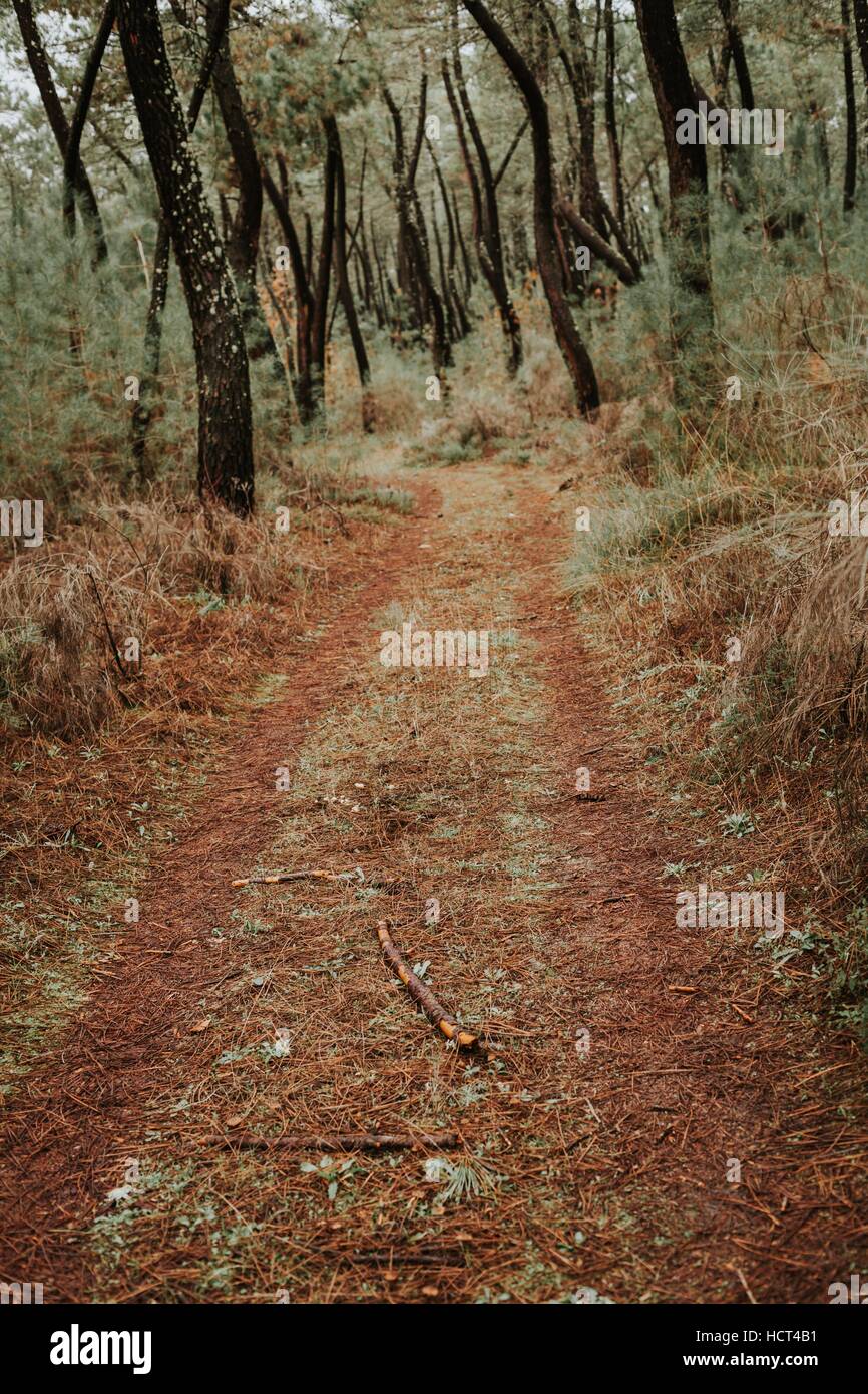 Beautiful path in the forest with fall leaves Stock Photo - Alamy