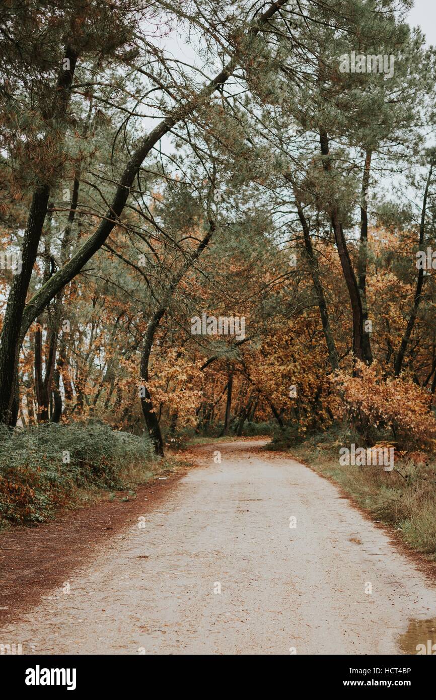 Beautiful path in the forest with fall leaves Stock Photo - Alamy
