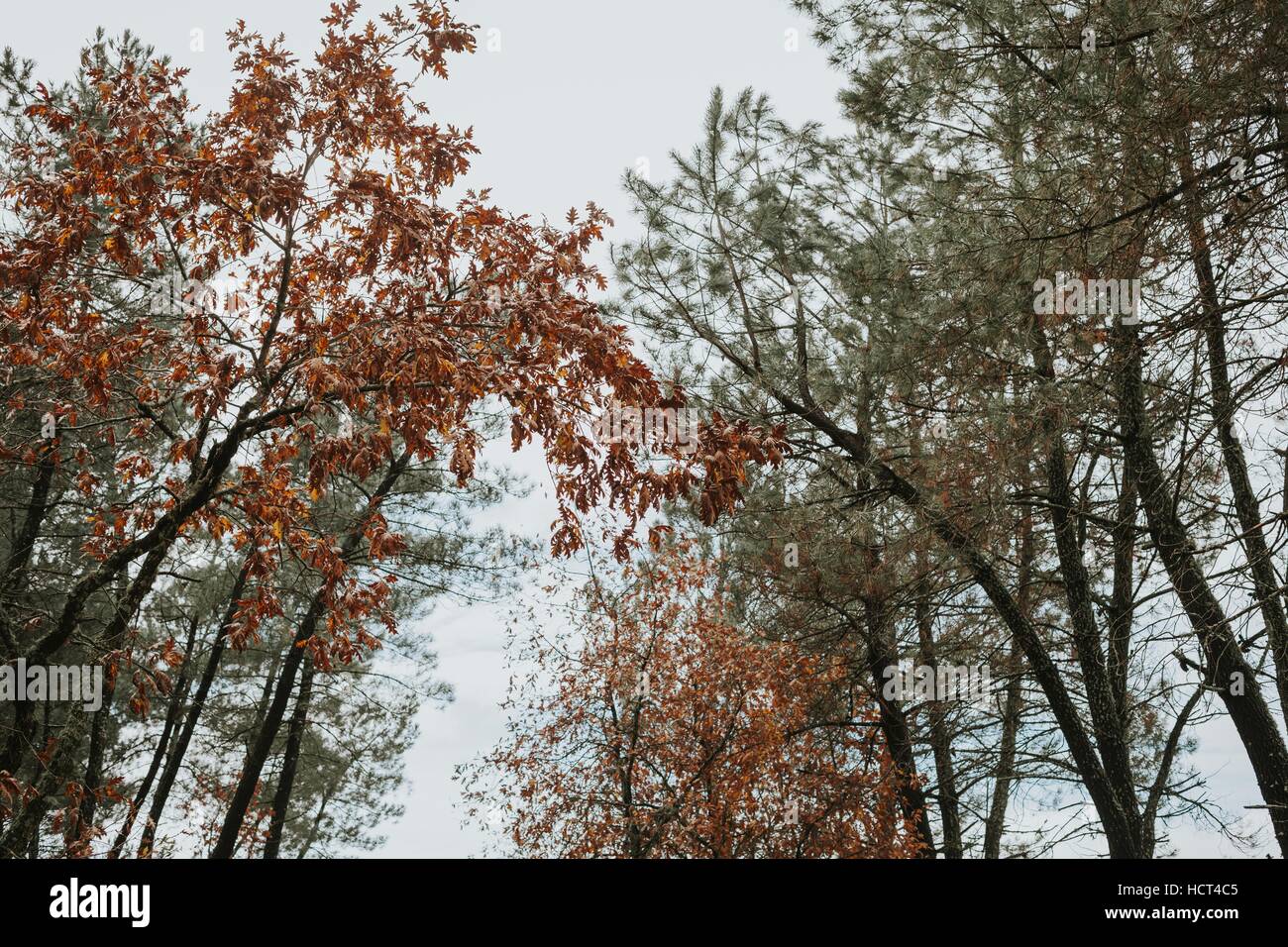 The tops of the high pines in the forest Stock Photo - Alamy
