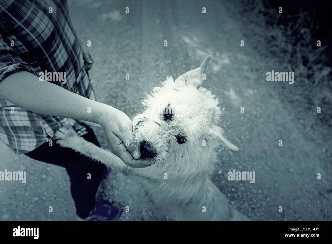 Dog eating out of hand, happy animal mammal detail Stock Photo - Alamy