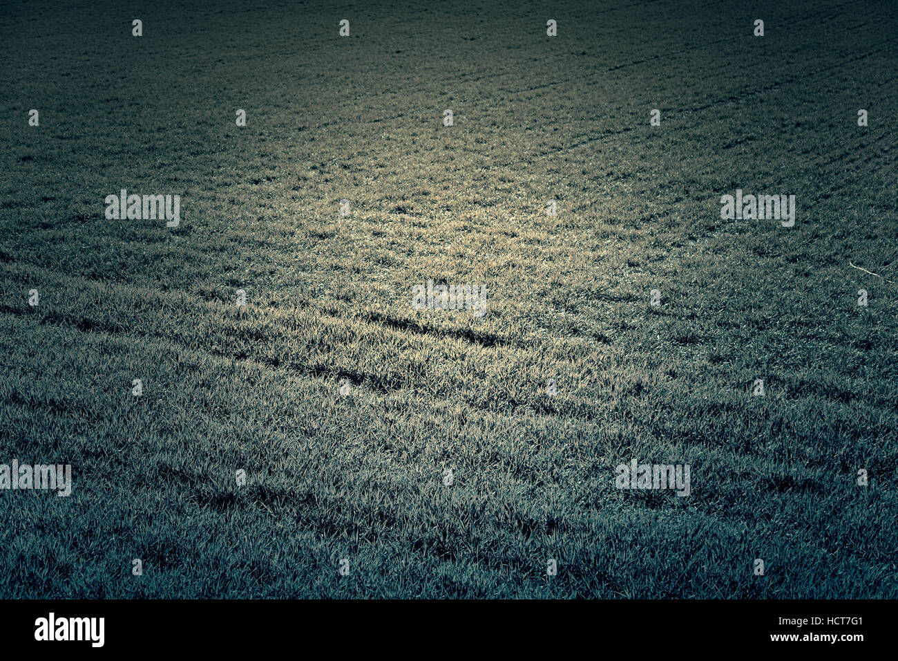 Grass background, detail of a textured background in a field outdoors ...