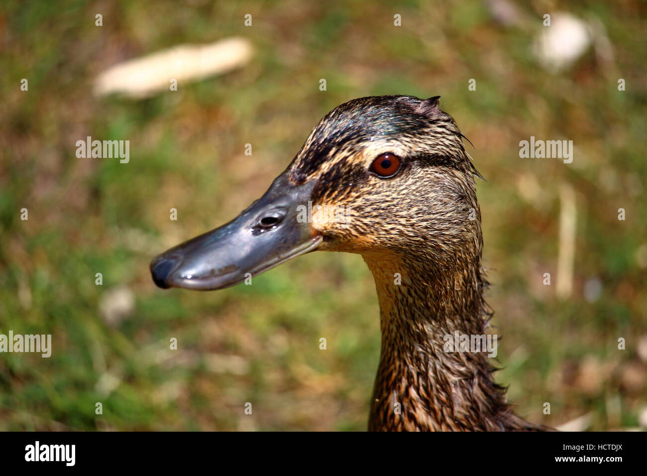 Wild duck portrait Stock Photo - Alamy