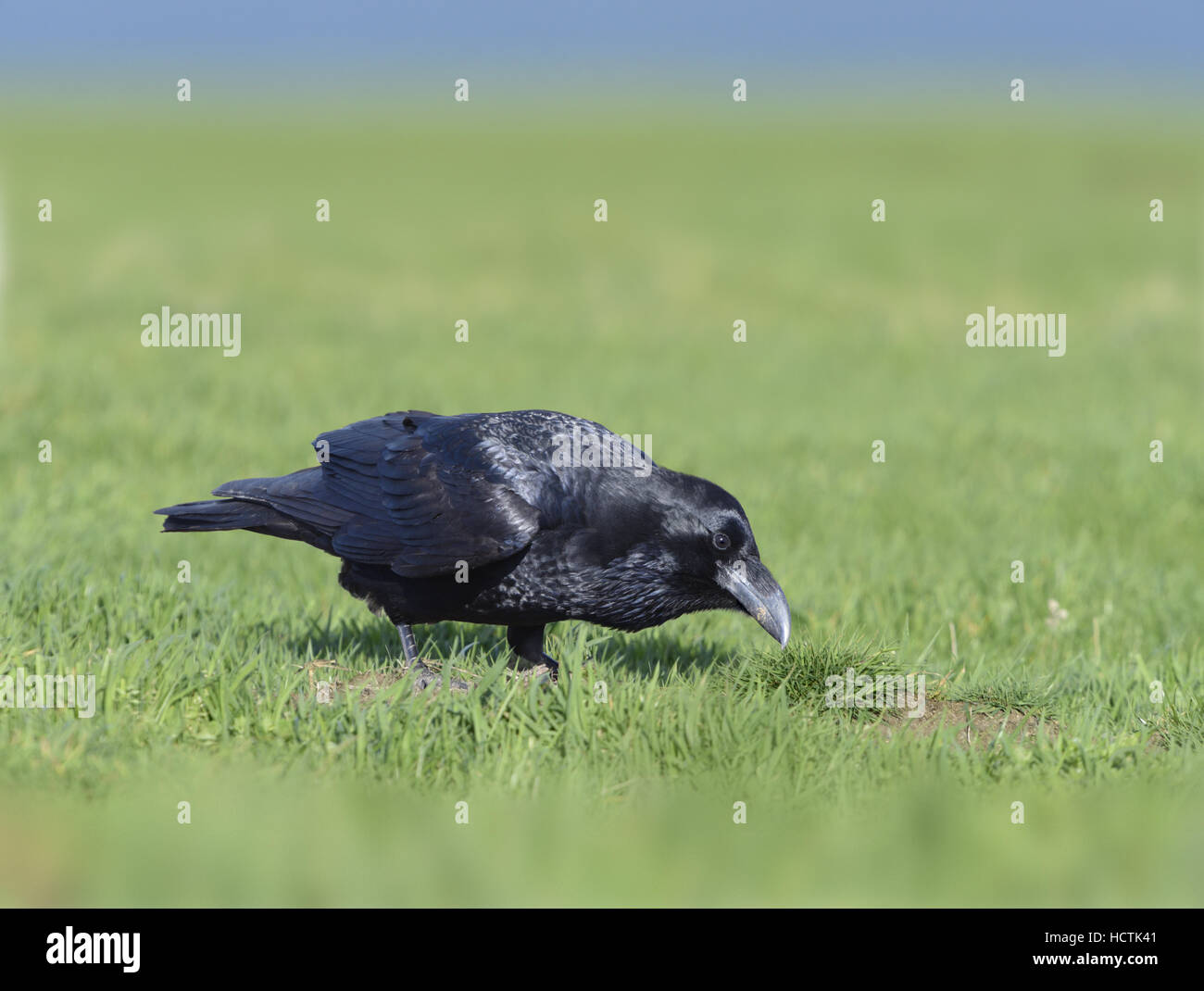 Raven - Corvus corax Stock Photo - Alamy