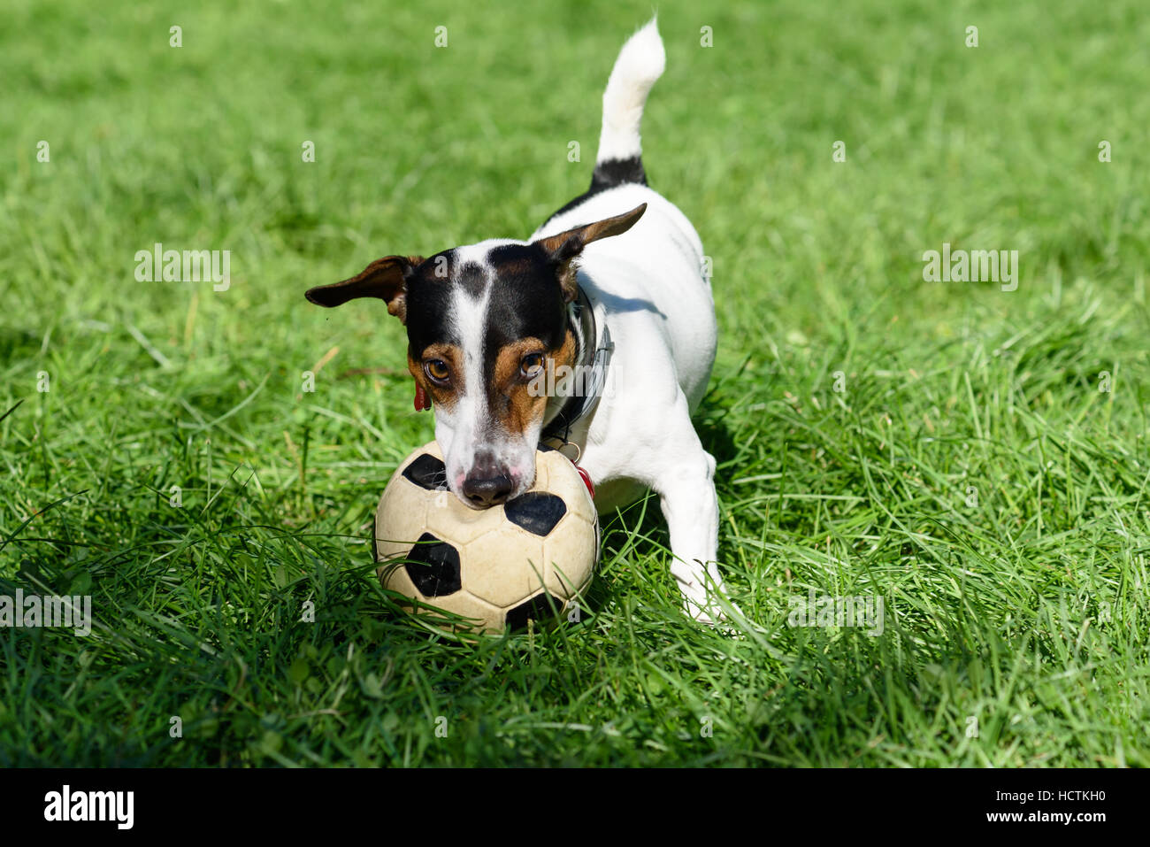 Dog biting football ball playing on green grass Stock Photo - Alamy