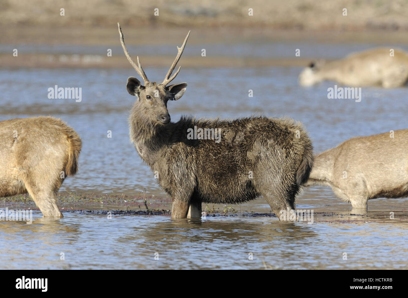 Barasingha antlers hi-res stock photography and images - Alamy