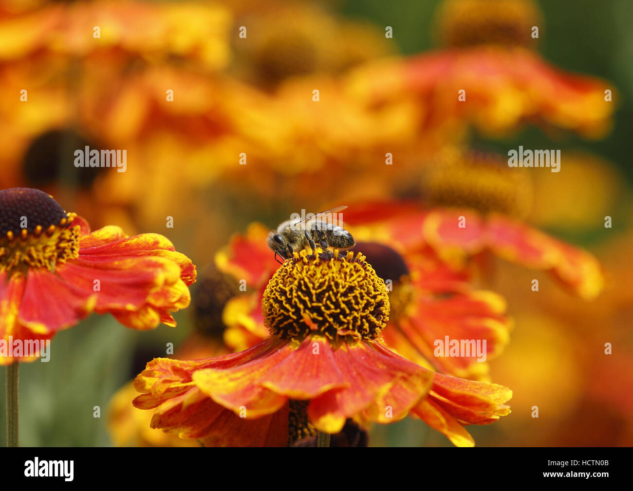 helenium with honey bee (apis mellifera Stock Photo - Alamy