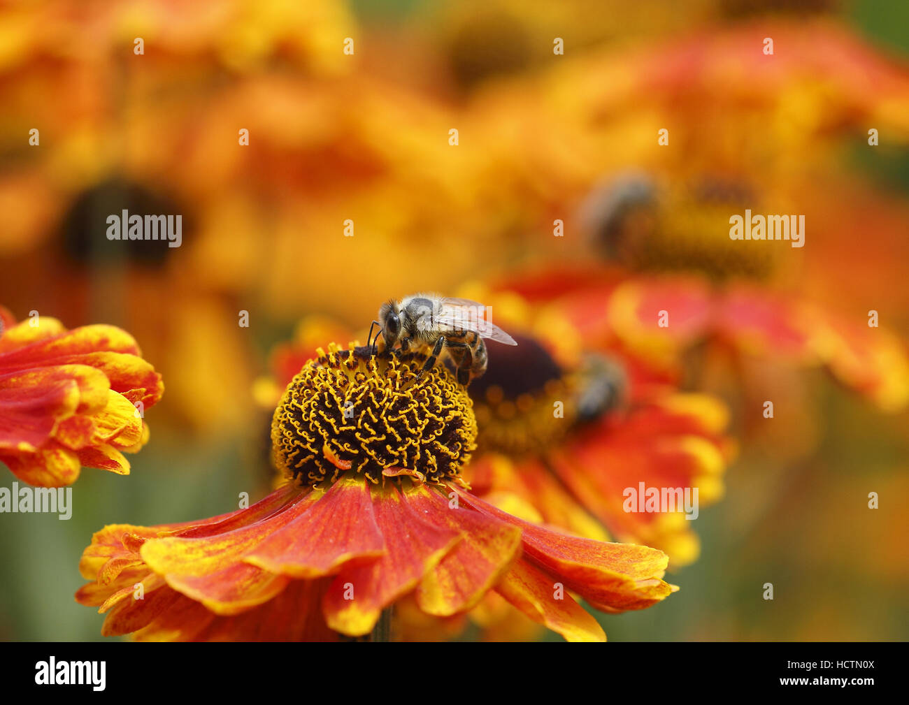 helenium with honey bee (apis mellifera Stock Photo - Alamy
