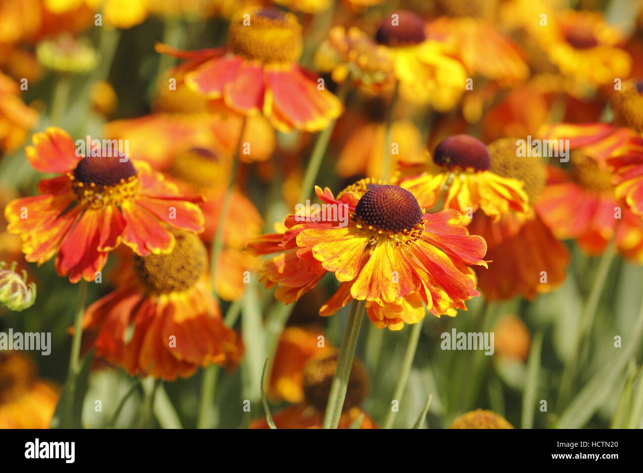 Helenium flowering hi-res stock photography and images - Alamy