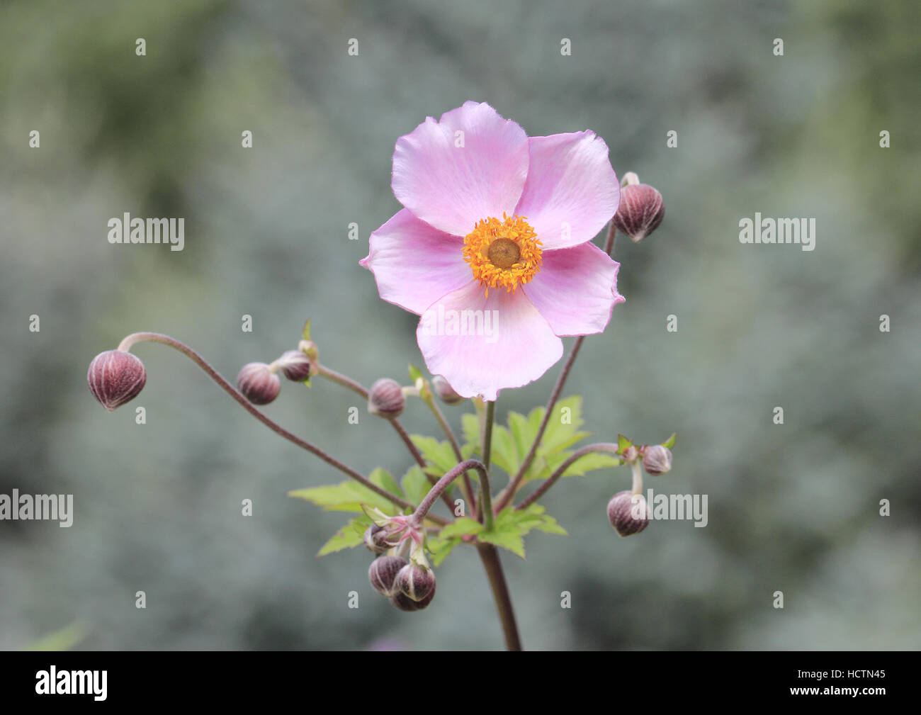 Anemones pink hi-res stock photography and images - Alamy