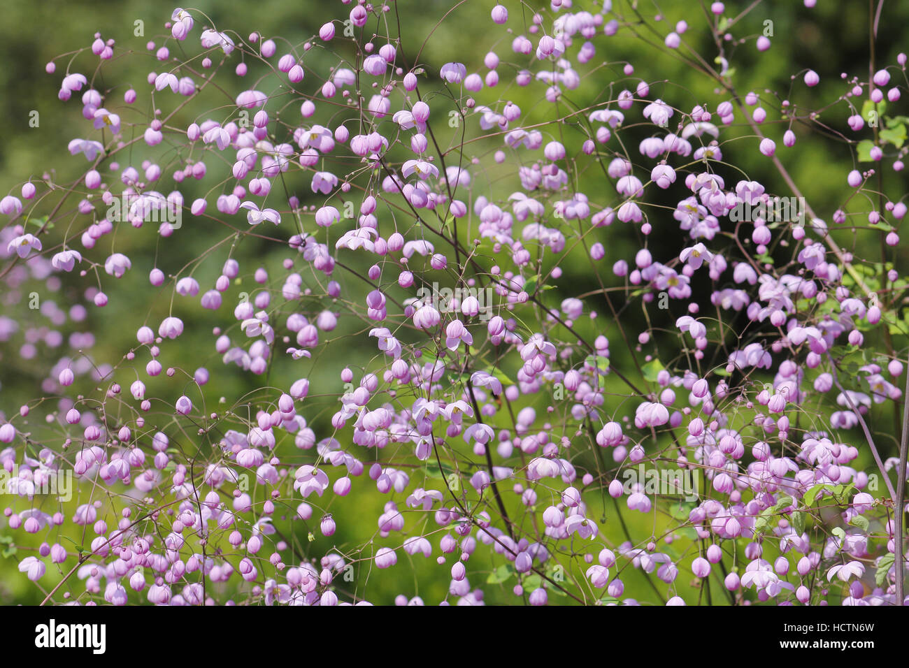 Small flowering shrub hi-res stock photography and images - Alamy