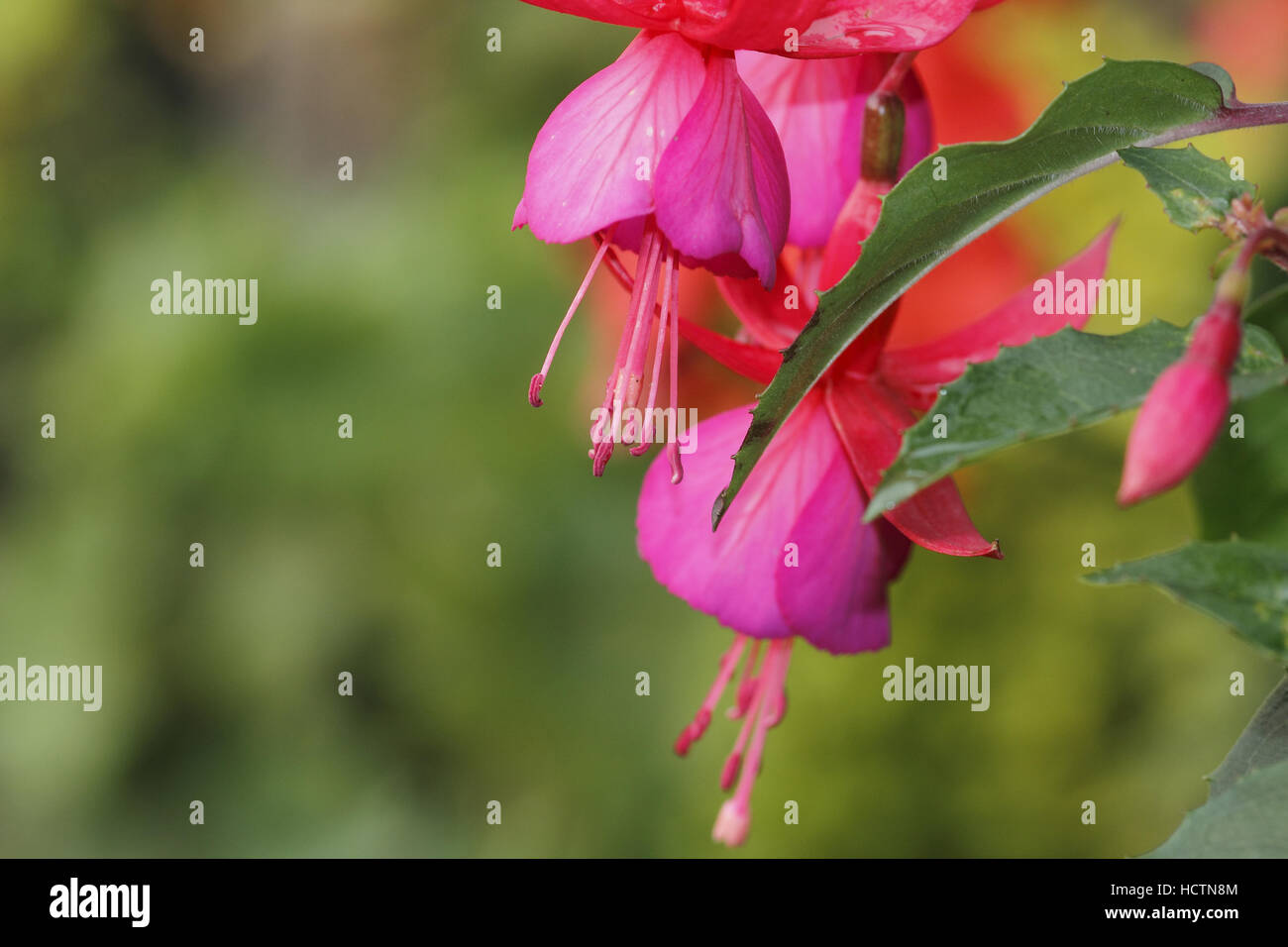 Fuchsia colored flowers hi-res stock photography and images - Alamy