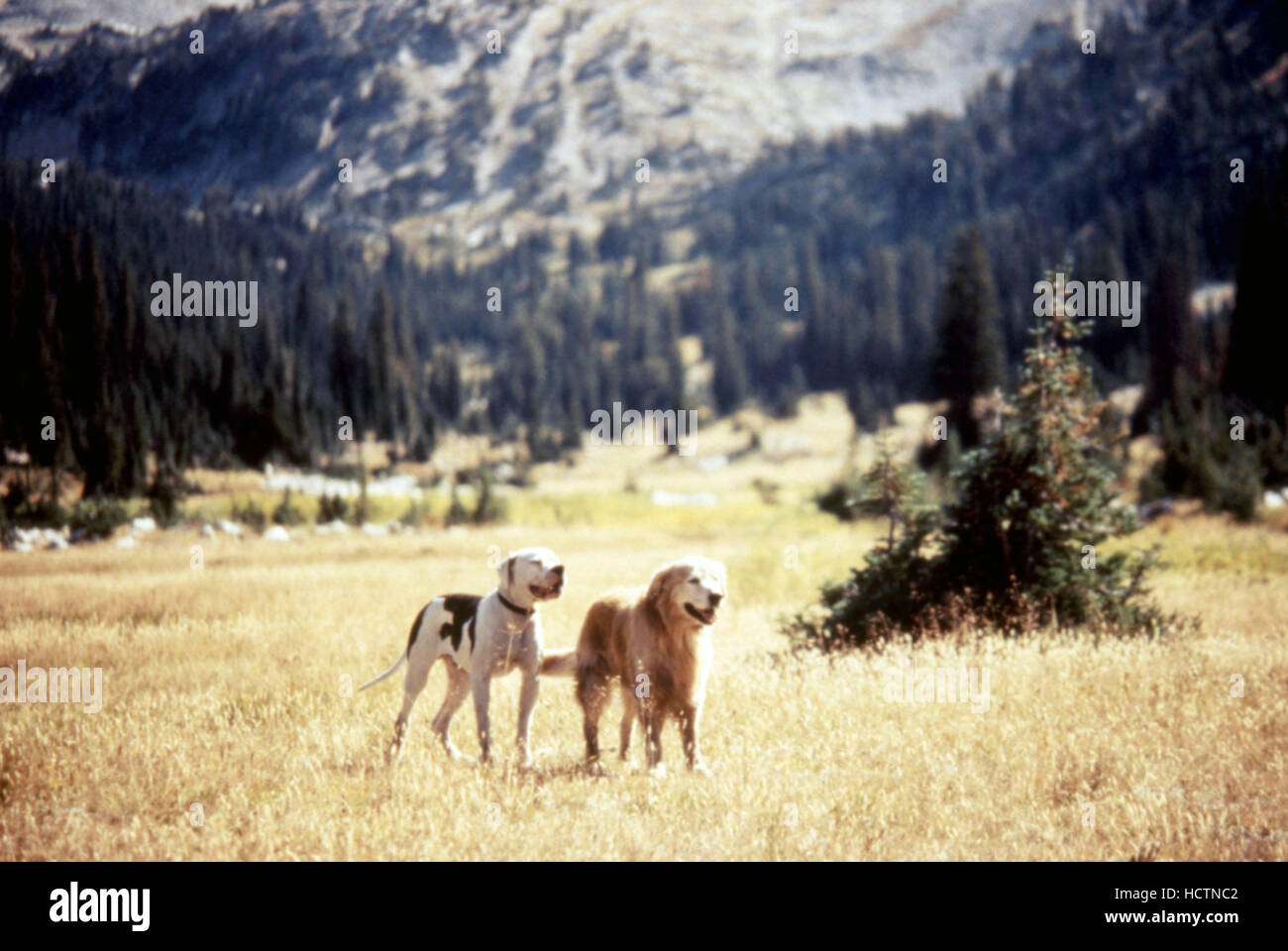 Homeward Bound The Incredible Journey 1993