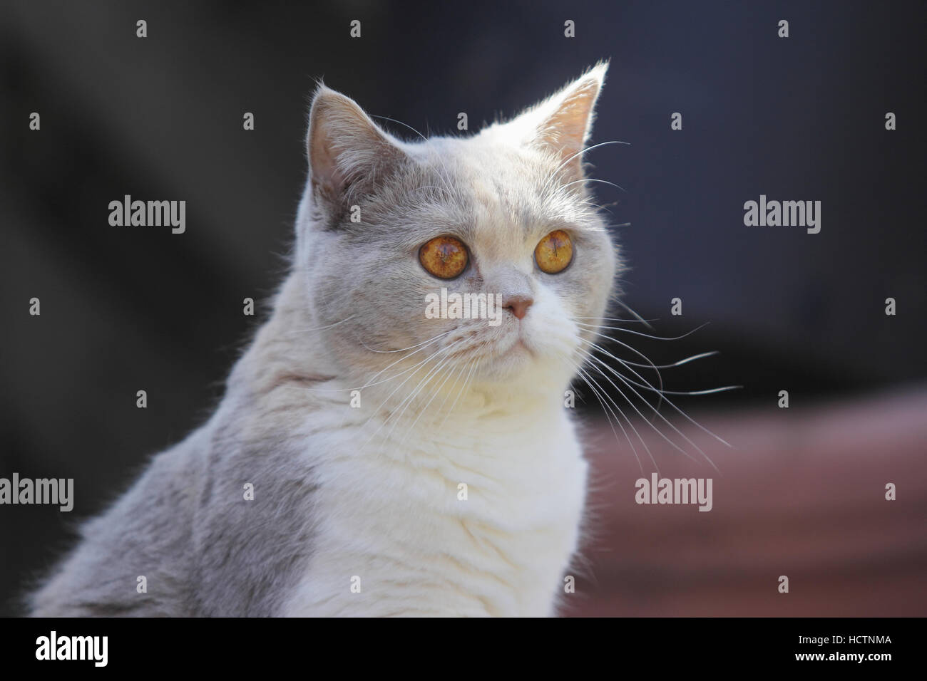 British shorthair felis hi-res stock photography and images - Alamy