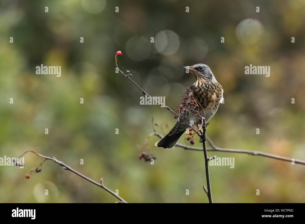 Bird eating berries hi-res stock photography and images - Alamy
