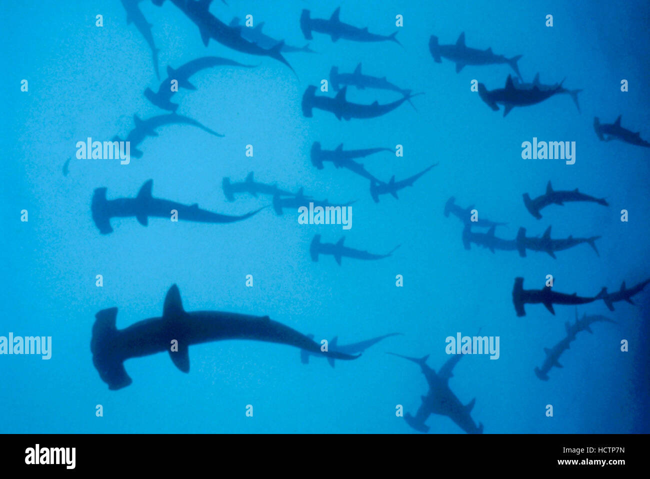 ISLAND OF THE SHARKS, 1999. ©IMAX Pictures/Courtesy Everett Collection ...