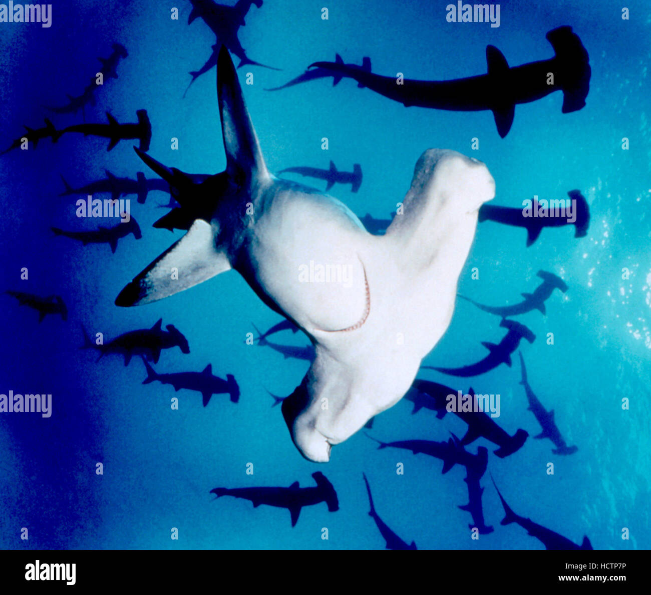 ISLAND OF THE SHARKS, 1999. ©IMAX Pictures/Courtesy Everett Collection ...