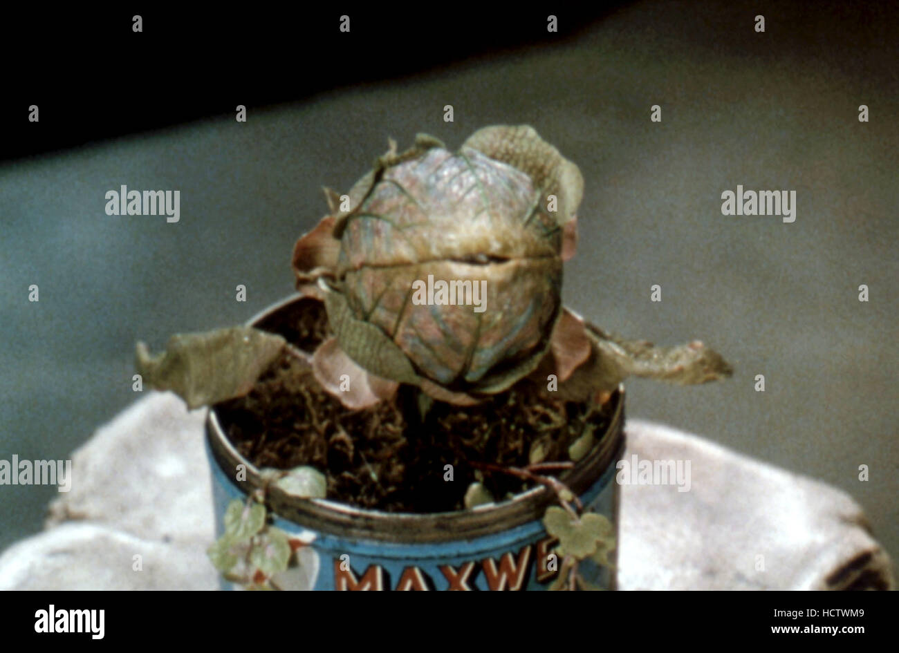 LITTLE SHOP OF HORRORS, Levi Stubbs as Audrey II, 1986. ©Warner ...