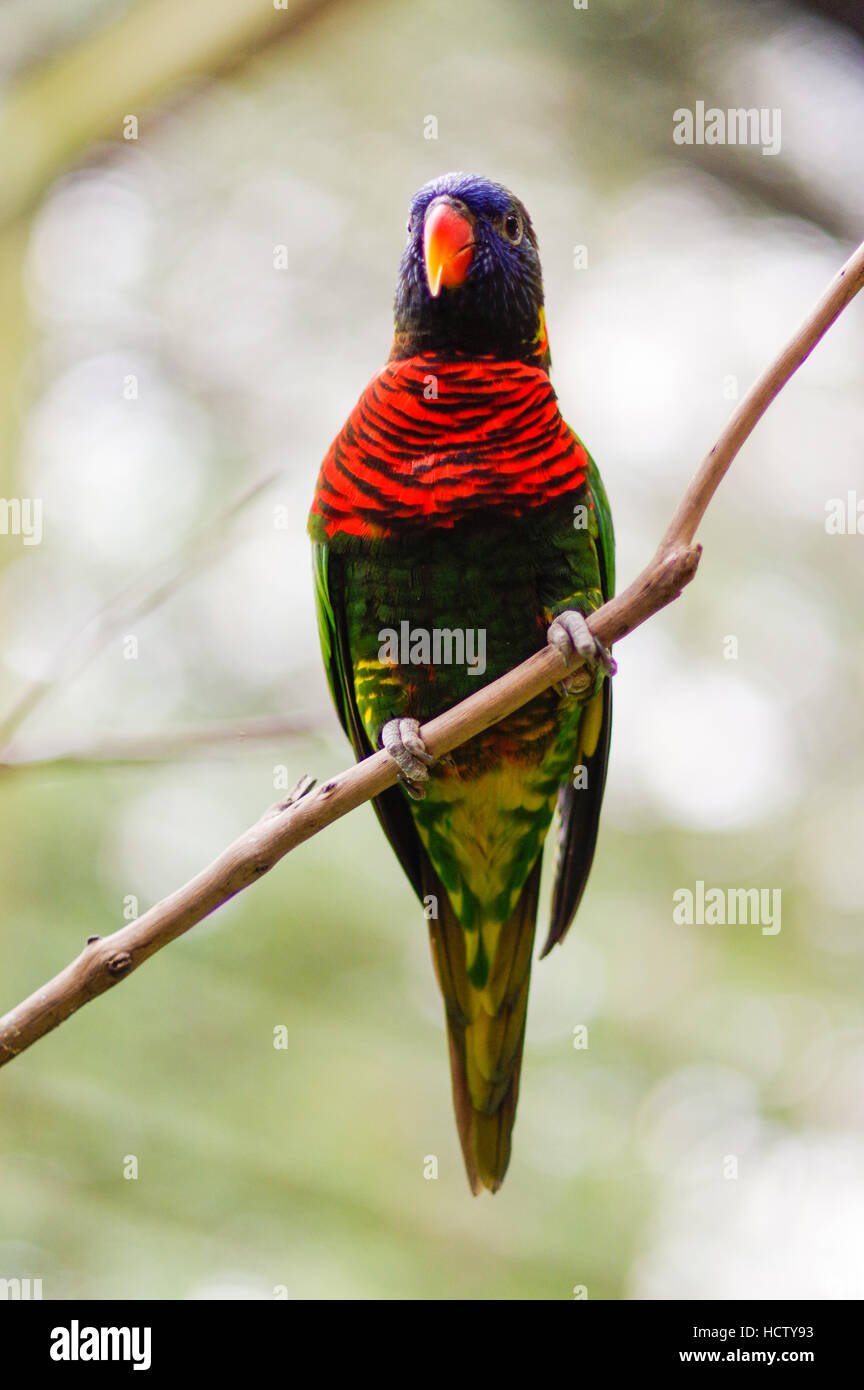 Parrot birds in flower hi-res stock photography and images - Alamy