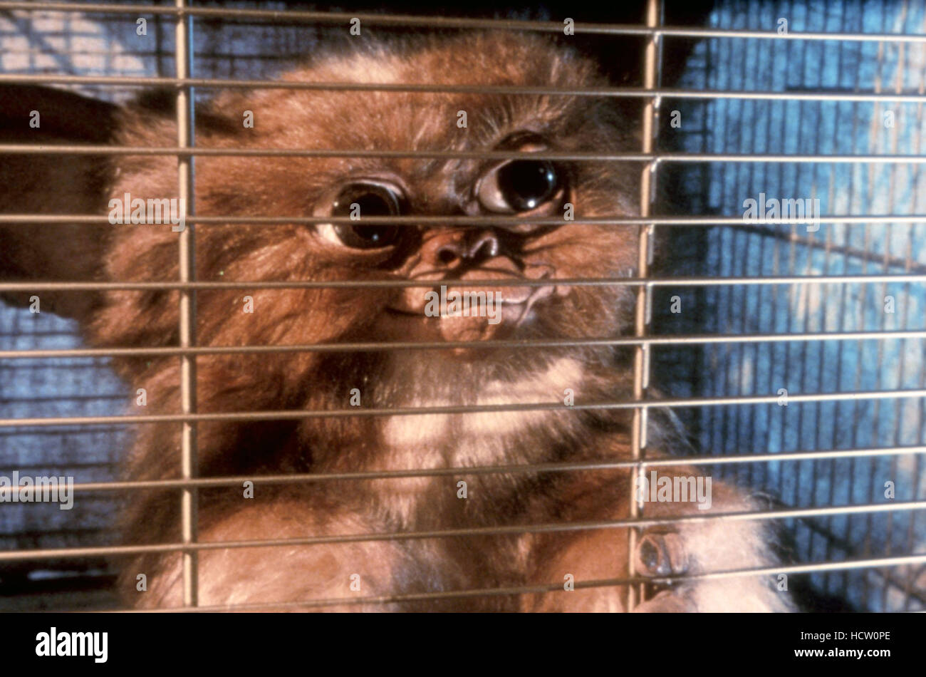 GREMLINS, 1984, (c)Warner Bros./courtesy Everett Collection Stock Photo ...