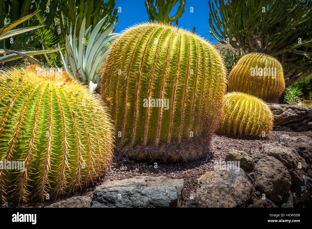 Large round cactuses photographed in the cactus garden in Gran Canaria ...