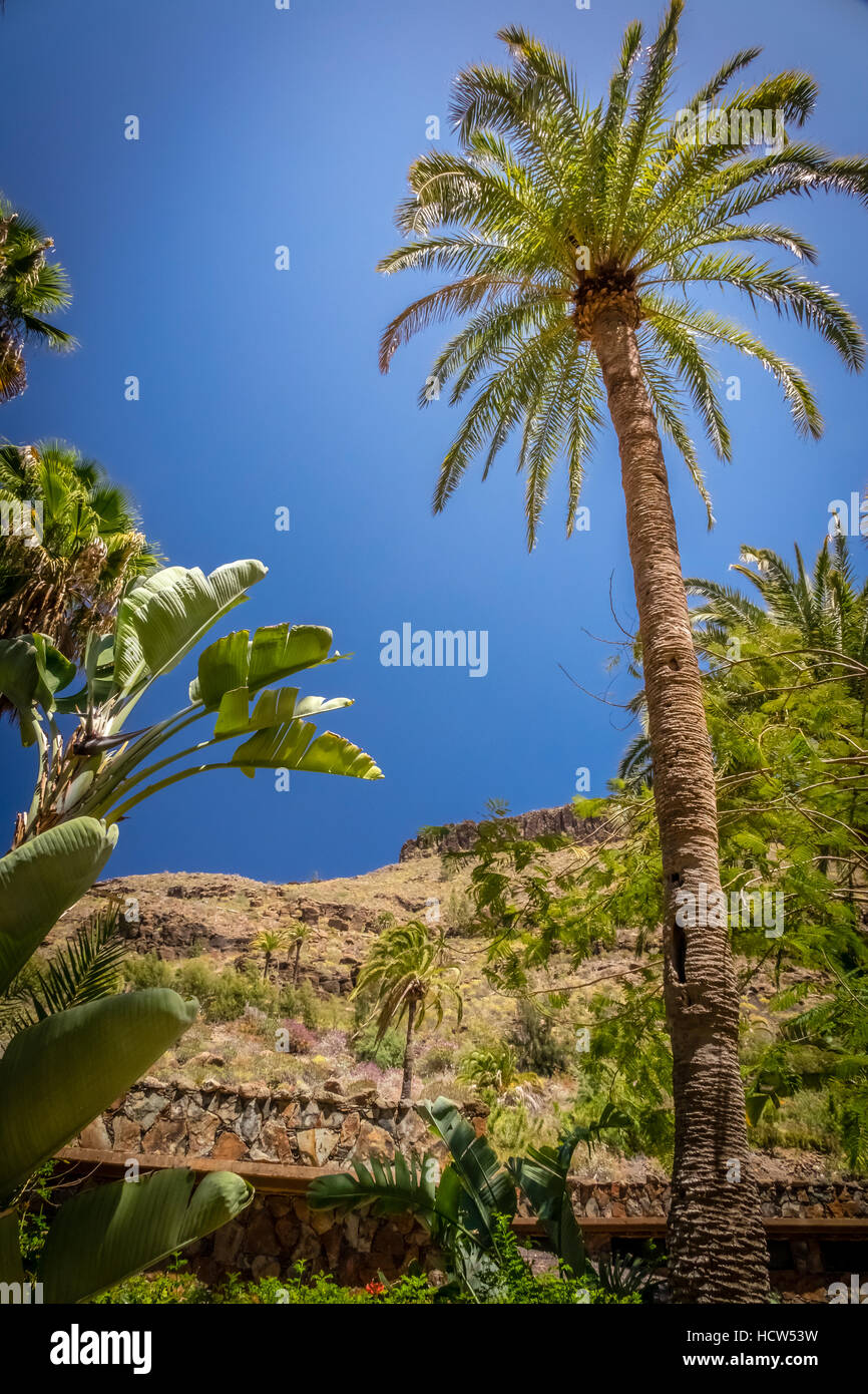 Tall paltree growing in the tropical botanical garden in Gran Canaria ...
