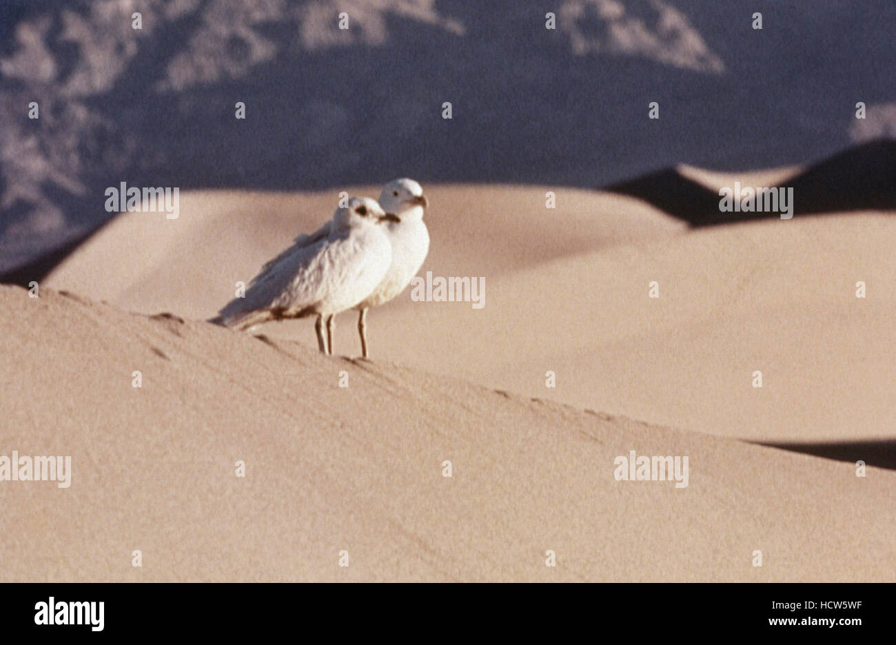 JONATHAN LIVINGSTON SEAGULL, 1973 Stock Photo - Alamy
