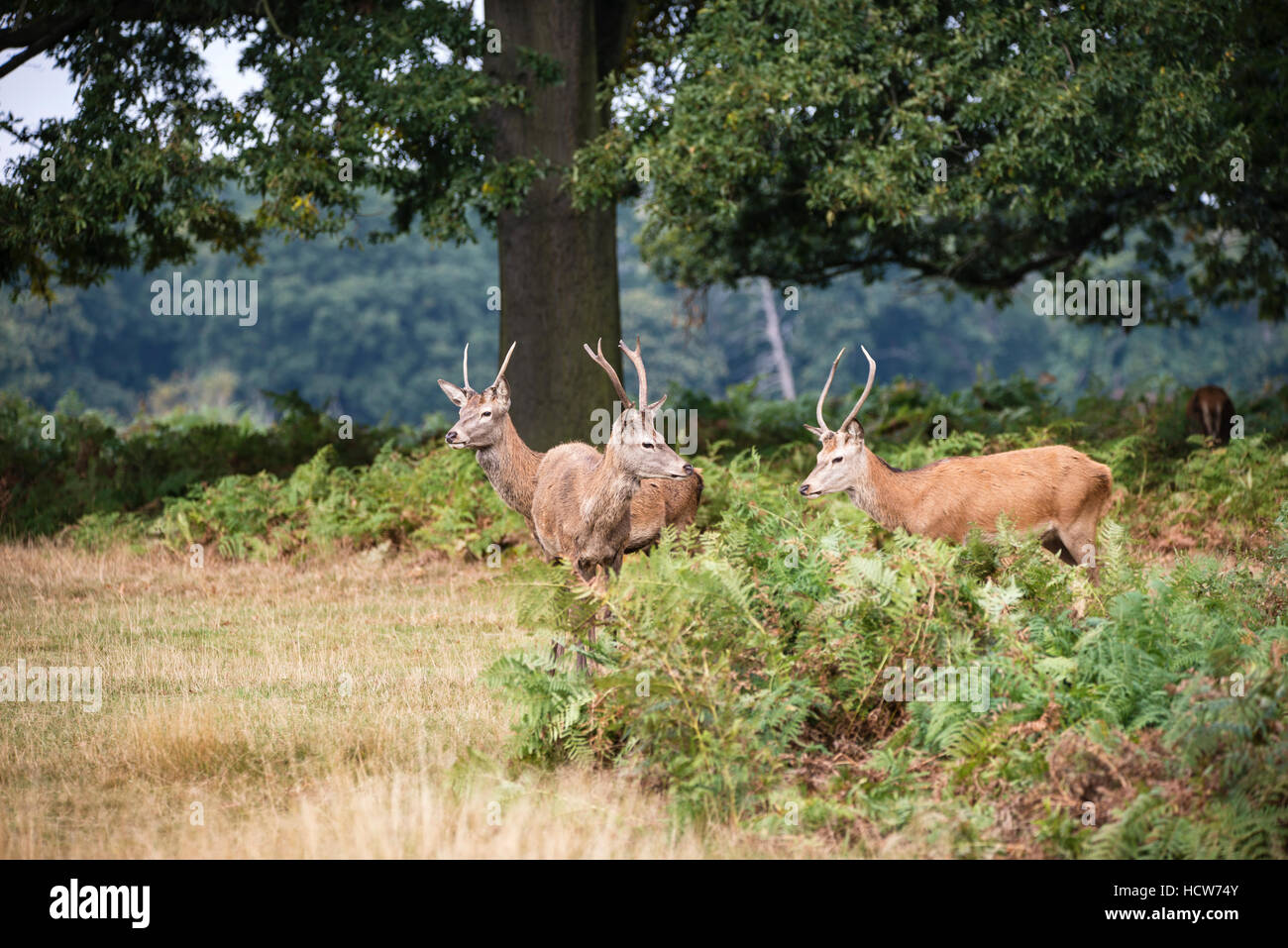 Young red deer stags in forest landscape during rutting season in ...