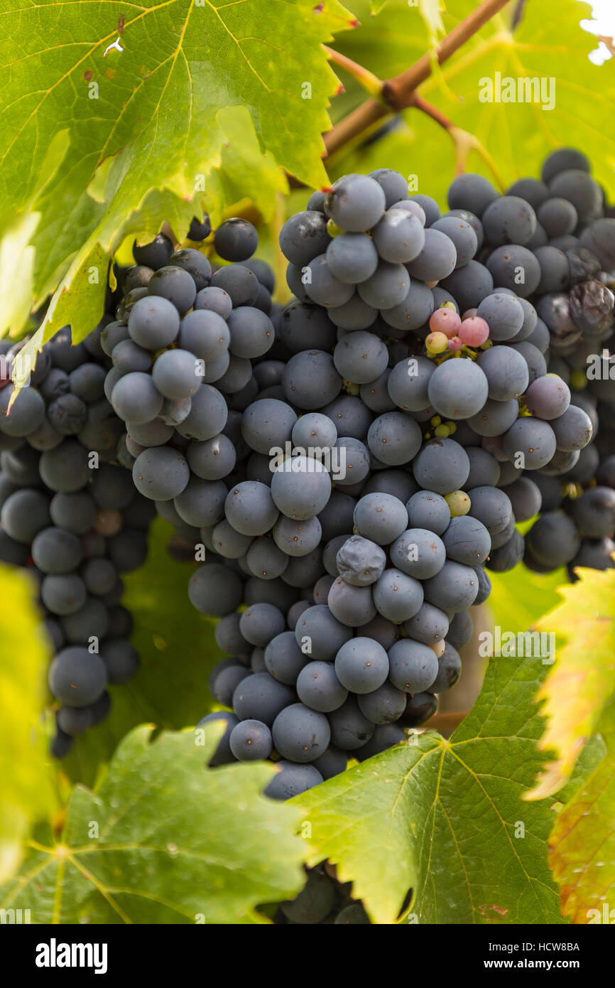 Black grapes, around the medieval hilltop village of Montefegatesi is ...
